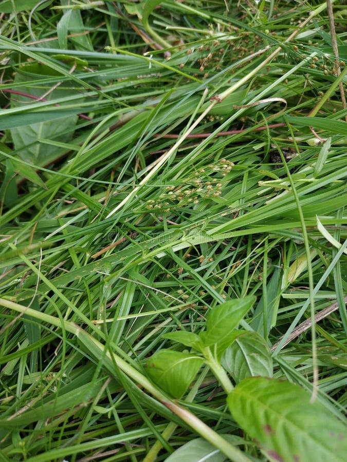Green Grass for Sheep Fodder Stock Image - Image of sheep, green: 266971989
