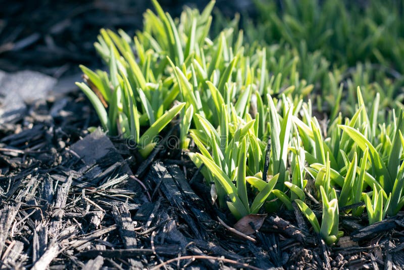 Green grass shoots stock image. Image of gardening, green - 70153285