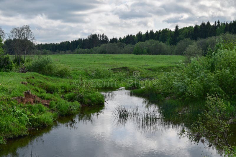 Shore of forest river stock image. Image of scenic, beautiful - 73471233