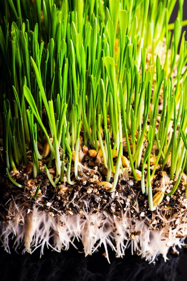 Green grass showing roots stock image. Image of blade - 153460719