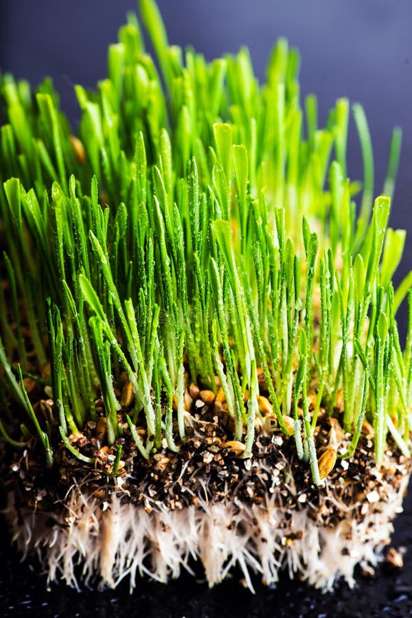 Green grass showing roots stock photo. Image of nature - 153460752