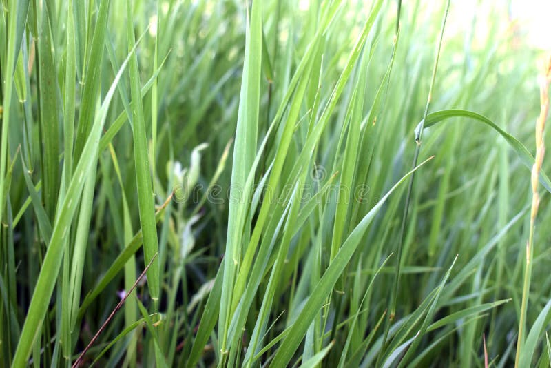 Green grass, side view stock photo. Image of field, agriculture - 153046574