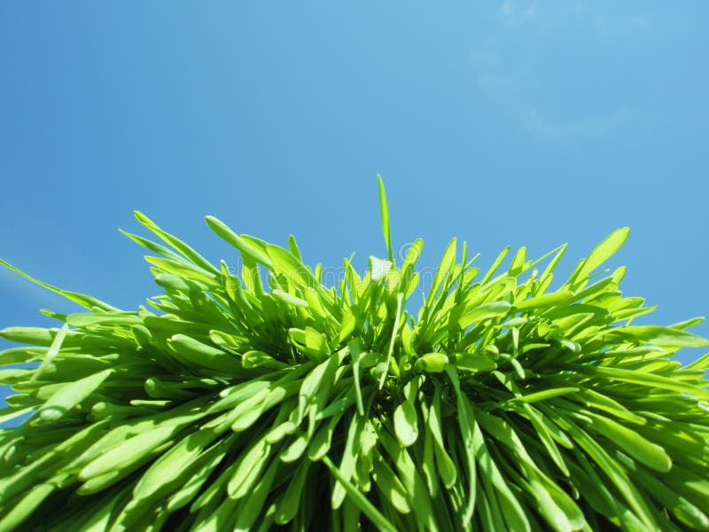 Green grass and sky stock photo. Image of meadow, nature - 14022358