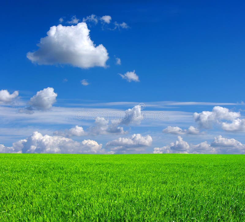 Green grass and sky stock photo. Image of outdoors, field - 14558488