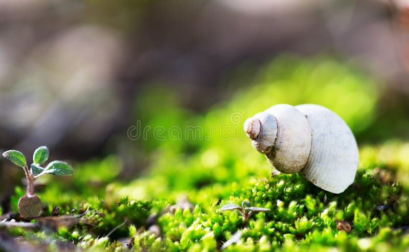 Green grass and snail stock image. Image of close, closeup - 29211201