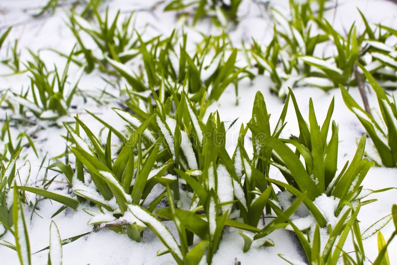 Green grass stock image. Image of plant, beauty, snowcovered - 30064897