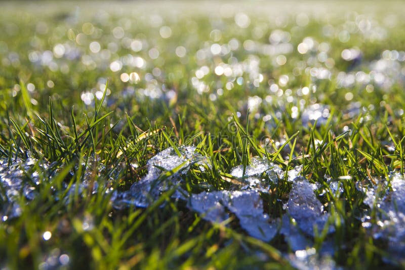 Green Grass with snow stock photo. Image of freeze, macro - 30092094
