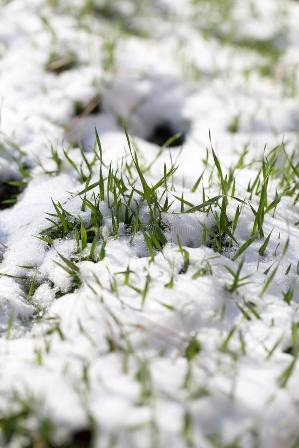 Green Grass in the Snow on the Nature Stock Photo - Image of winter ...