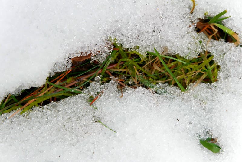Green Grass through the Snow Stock Image - Image of grass, green: 112066431