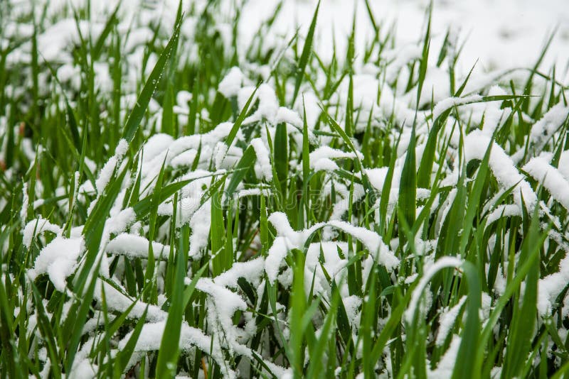 Green Grass in the Snow in Winter Stock Photo - Image of meadow, growth ...