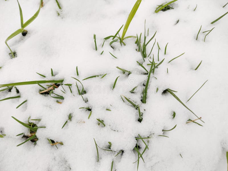 Green Grass in the Snow in Winter Stock Photo - Image of winter, grass ...