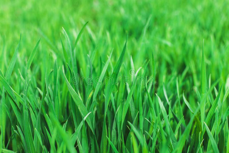 Green grass.Soft focus stock image. Image of beauty - 147259871