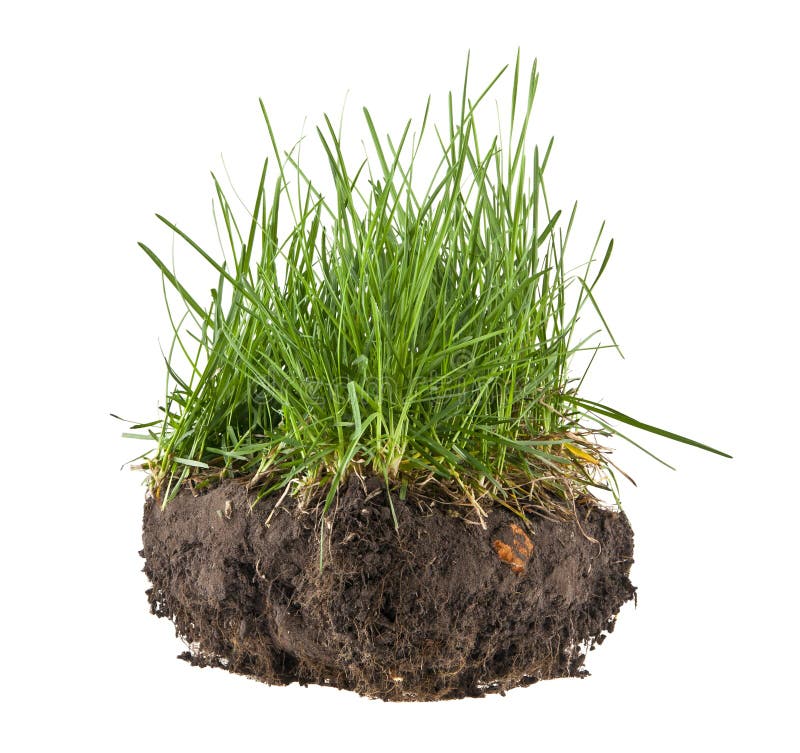 Grass, Soil and Grass Isolated on White Background Stock Photo - Image ...