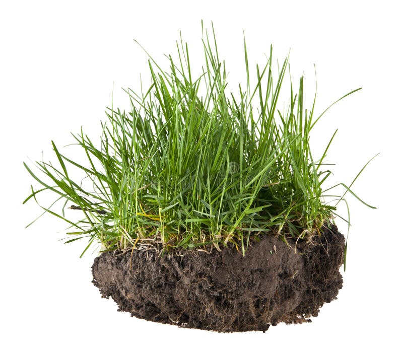 Grass, Soil and Grass Isolated on White Background Stock Photo - Image ...