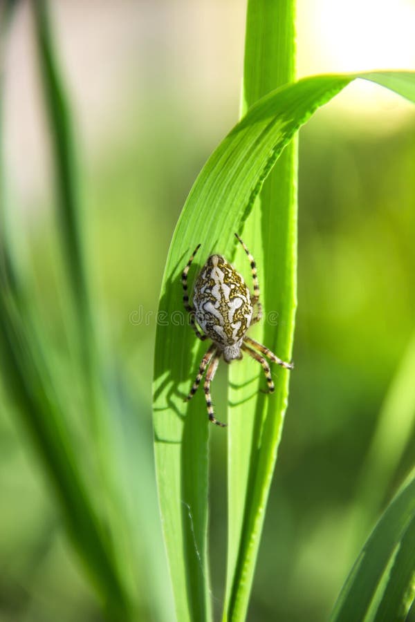 On a Green Grass Spider Creeps White in the Rays of Sunlight Stock ...