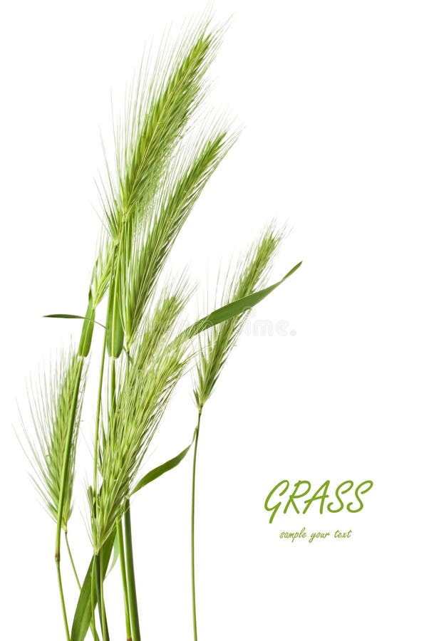 Grass Spikelet Inflorescence Stock Photo - Image of grass, agrostology ...