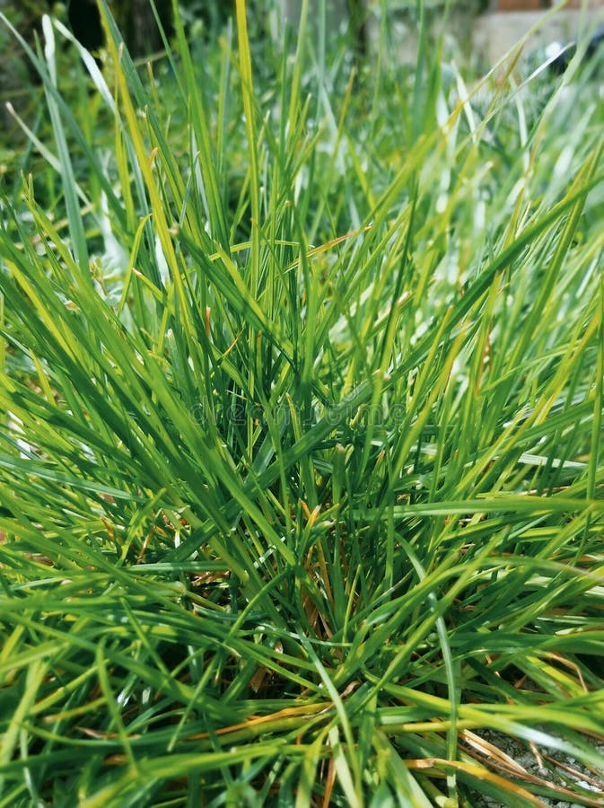 Green grass in the spring stock photo. Image of green - 217272654