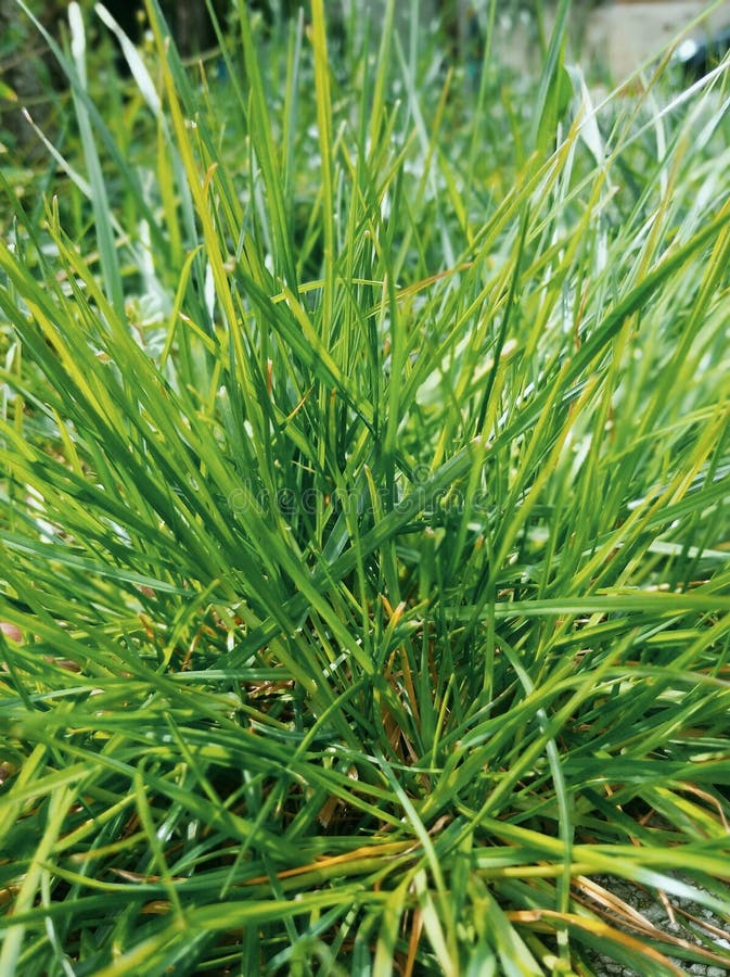 Green grass in the spring stock photo. Image of grass - 217272660
