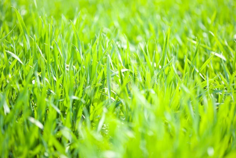 Grass stock photo. Image of leaved, texture, contrast, nature - 117672
