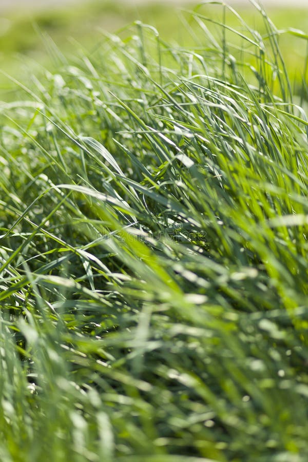 Green Grass in Spring stock photo. Image of focus, grass - 23643424