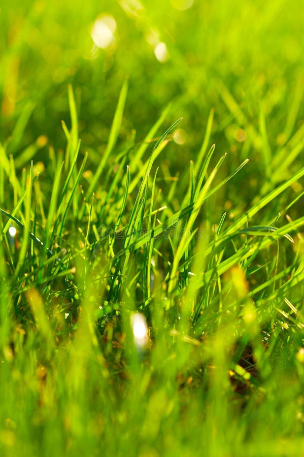 Green grass spring stock photo. Image of grass, beauty - 7173036