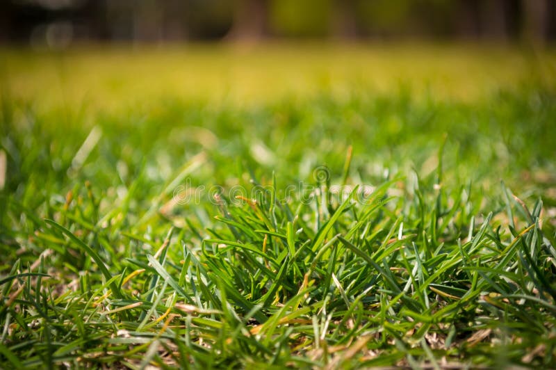 Green grass in spring stock image. Image of stalks, field - 52421821