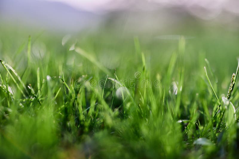 Green Grass in Spring, Close-up Photo Stock Image - Image of bright ...
