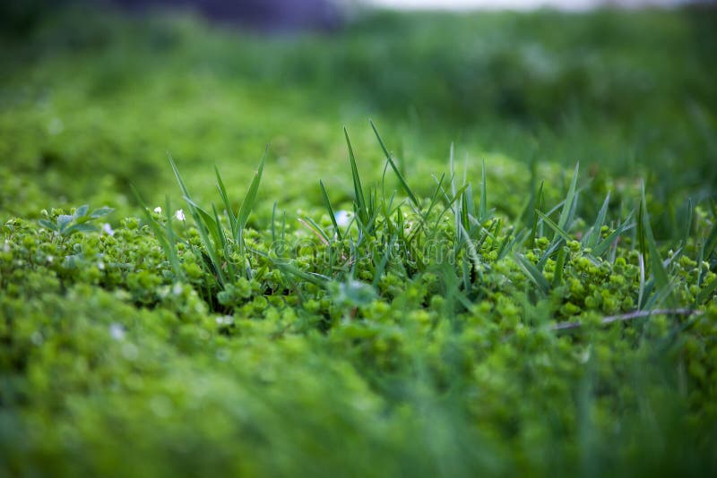 Green grass in spring stock image. Image of green, grass - 182438641