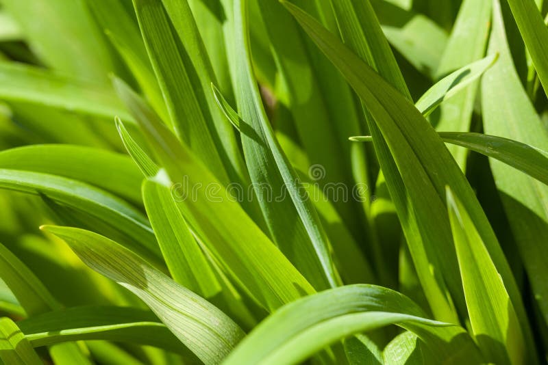 Green grass in the spring stock image. Image of closeup - 218941049
