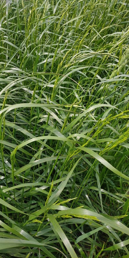 Lots of green spring grass stock photo. Image of food - 272014066