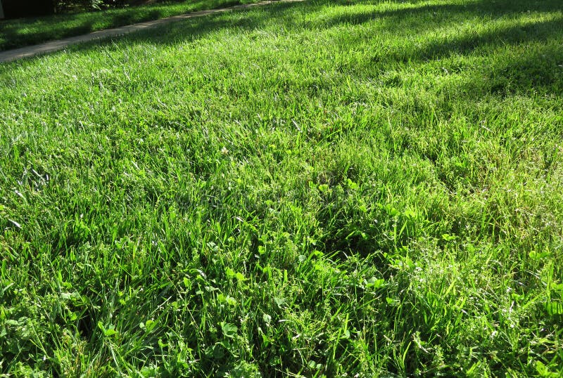 Green Grass in Spring in May Stock Photo - Image of green, sunlit ...