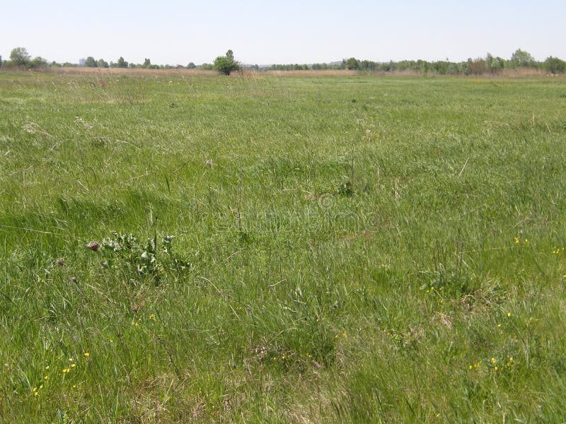 Green Grass on a Spring Meadow. Stock Photo - Image of meadow, bushes ...