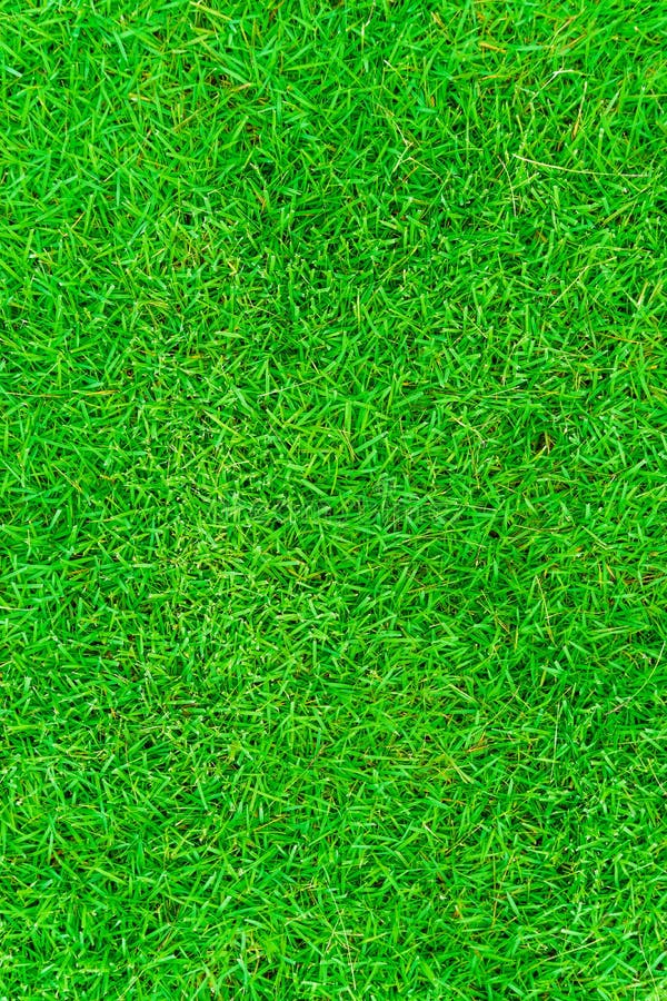 Green Grass Spring Natural Background Real Texture Stock Photo - Image ...