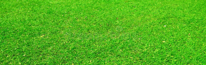 Green Grass Spring Nature Banner Stock Photo - Image of lawn, park ...