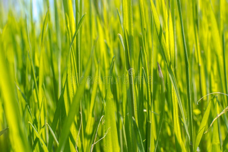 Green grass stock image. Image of garden, meadow, golf - 218106543