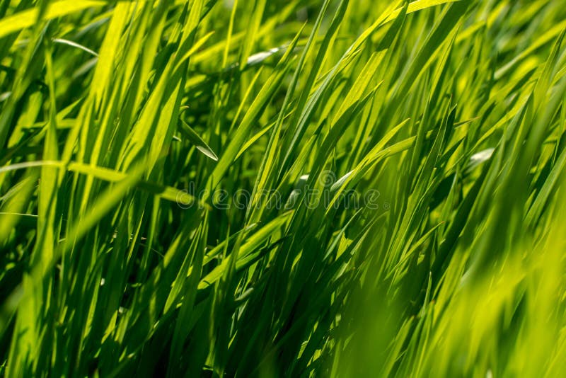 Green grass stock image. Image of beautiful, meadow - 218172397