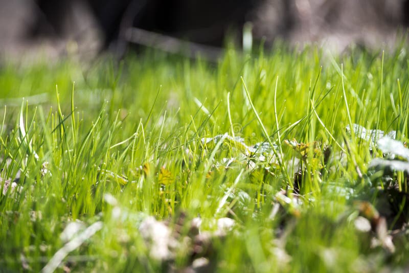 Green Grass in Spring in the Sunbeams. Stock Photo - Image of foliage ...