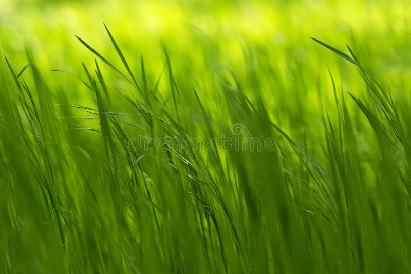 Green grass in spring time stock image. Image of season - 145701041