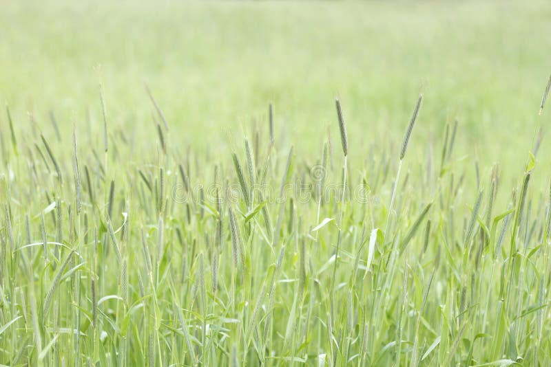 Green Grass in the Springtime Countryside Stock Image - Image of ...