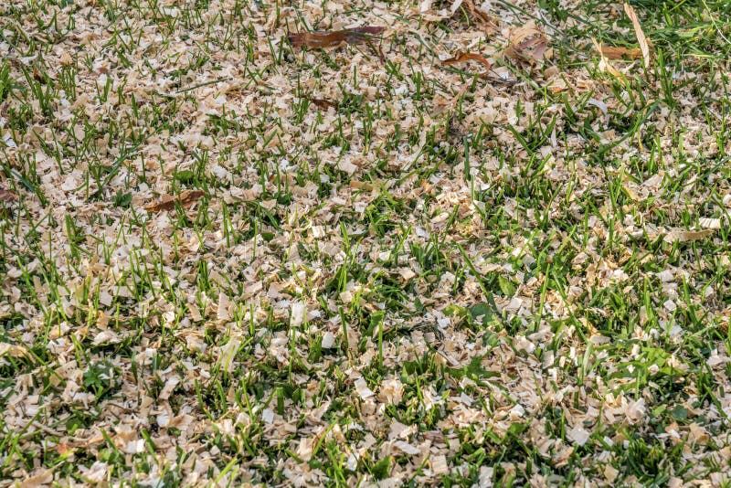 Green Grass Sprinkled with Fresh Saw Chips Stock Photo - Image of ...