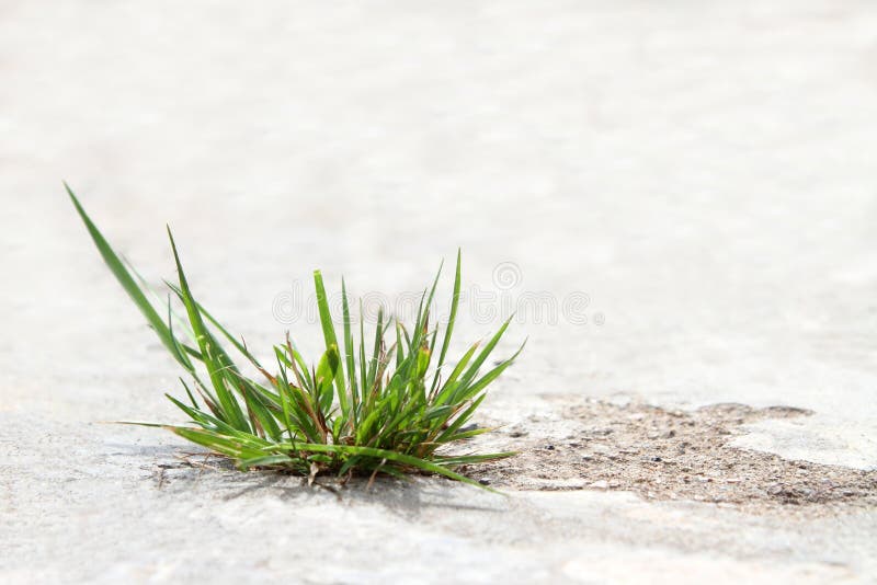 The green grass sprouted stock image. Image of background - 139176101
