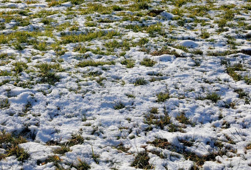 Green Grass Sprouting Under the Layer of Snow that Melts Due To the ...