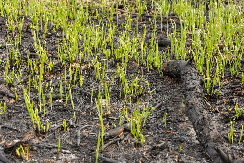 Green Grass Sprouts Sprout through the Ashes after a Fire in a ...