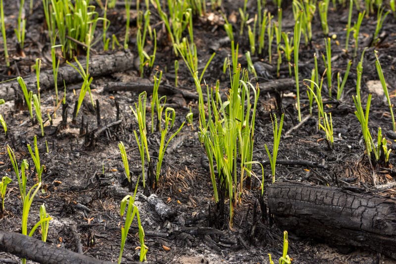 Green Grass Sprouts Sprout through the Ashes after a Fire in a ...