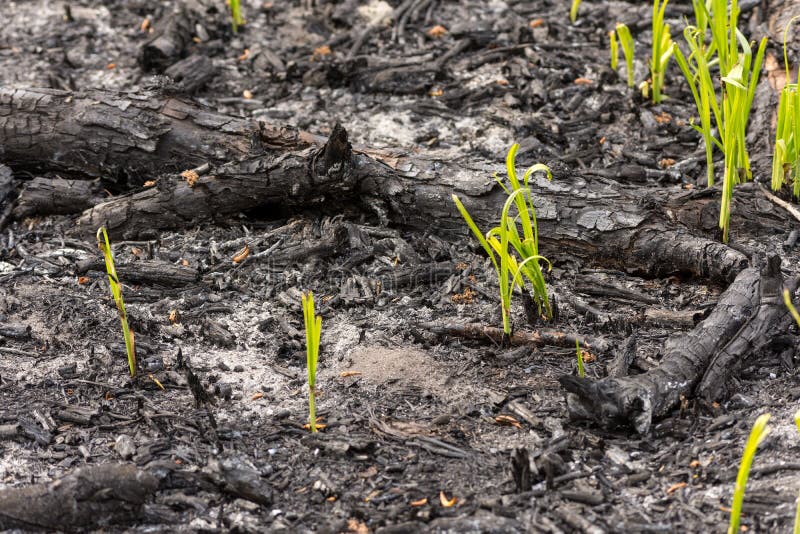 Green Grass Sprouts Sprout through the Ashes after a Fire in a ...