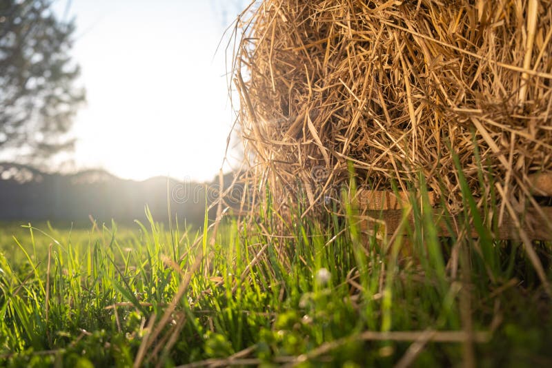 Green Grass and Stack of Hay on Natural Backlight. Straw Sheaf on Fresh ...