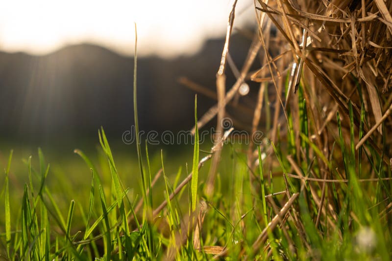 Green Grass and Stack of Hay on Natural Backlight. Straw Sheaf on Fresh ...