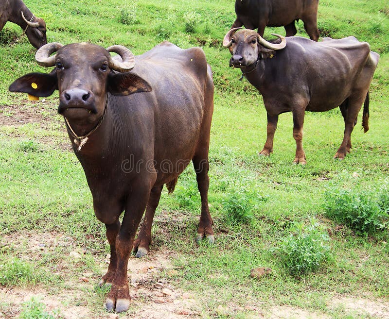 Green Grass Standing Two Buffalo and Looking Stock Image - Image of ...