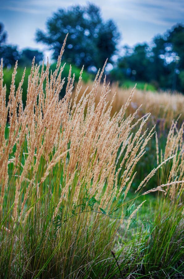 Green Grass Stem Growing Outdoors Stock Photo - Image of meadow, garden ...
