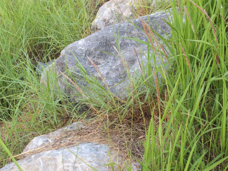 Green Grass with Stones Background Texture Stock Photo - Image of close ...